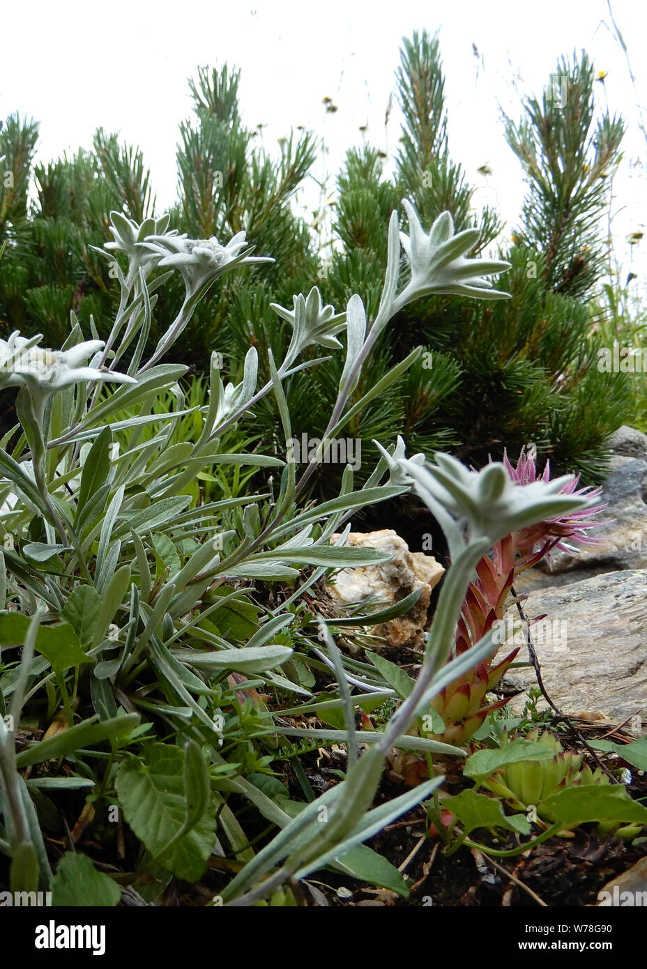 wild alpine flowers Stock Photo - Alamy