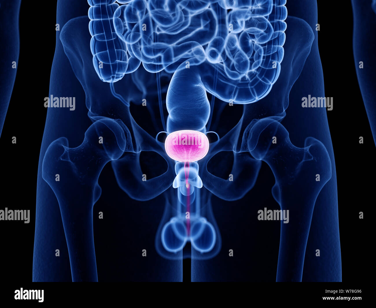 3d rendered medically accurate illustration of the urinary bladder ...