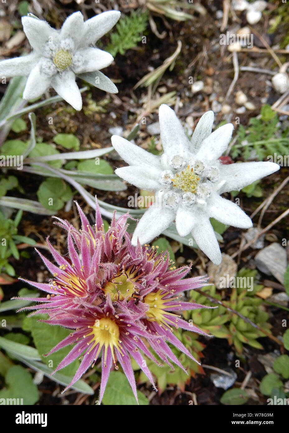 wild alpine flowers Stock Photo - Alamy