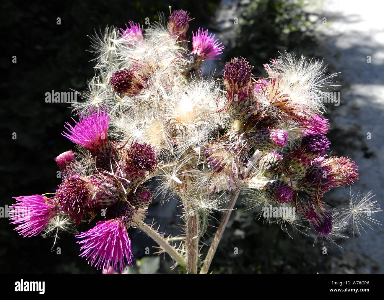wild alpine flowers Stock Photo - Alamy