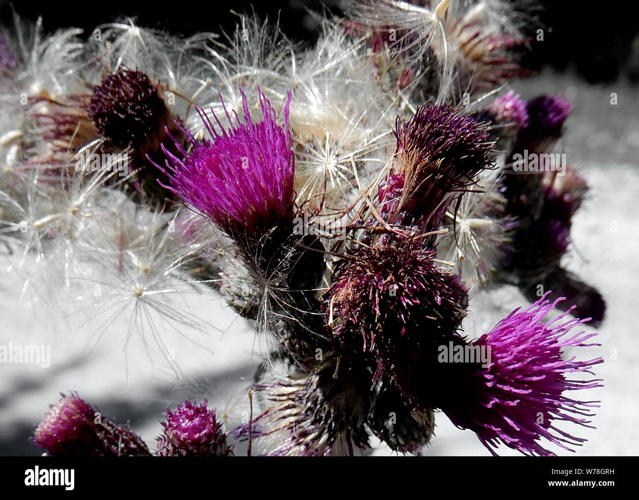wild alpine flowers Stock Photo - Alamy