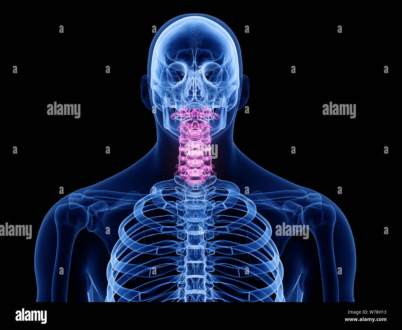 3d rendered medically accurate illustration of the cervical spine Stock ...