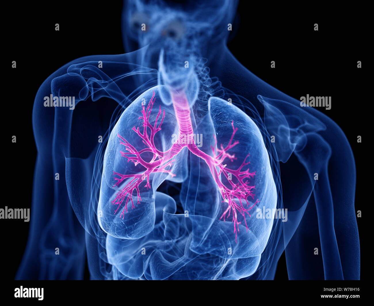 3d rendered medically accurate illustration of the bronchi Stock Photo ...