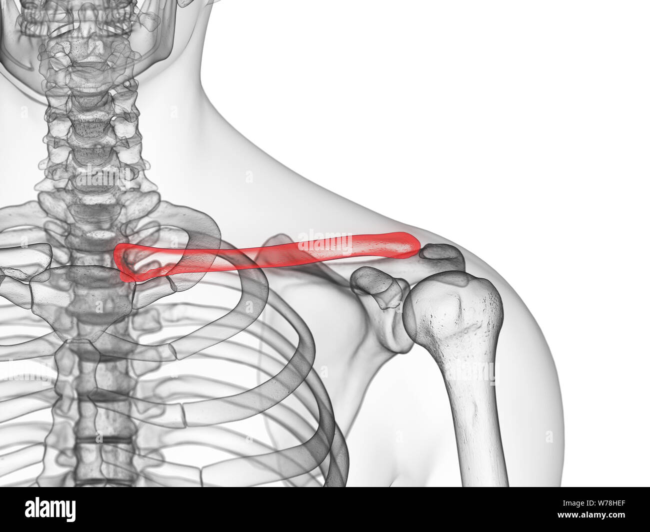 Clavicle bone hi-res stock photography and images - Alamy