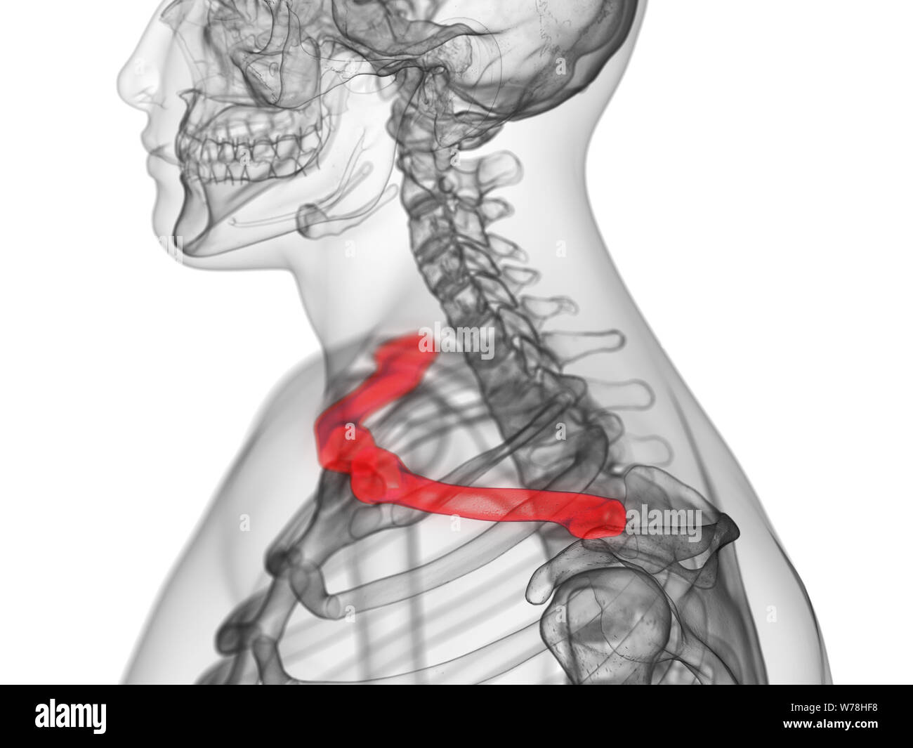 3d rendered medically accurate illustration of the clavicle bone Stock ...