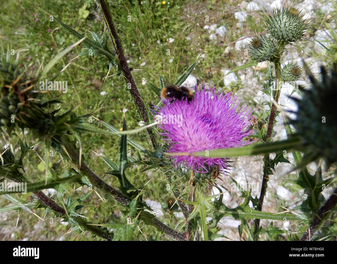 wild alpine flowers Stock Photo - Alamy