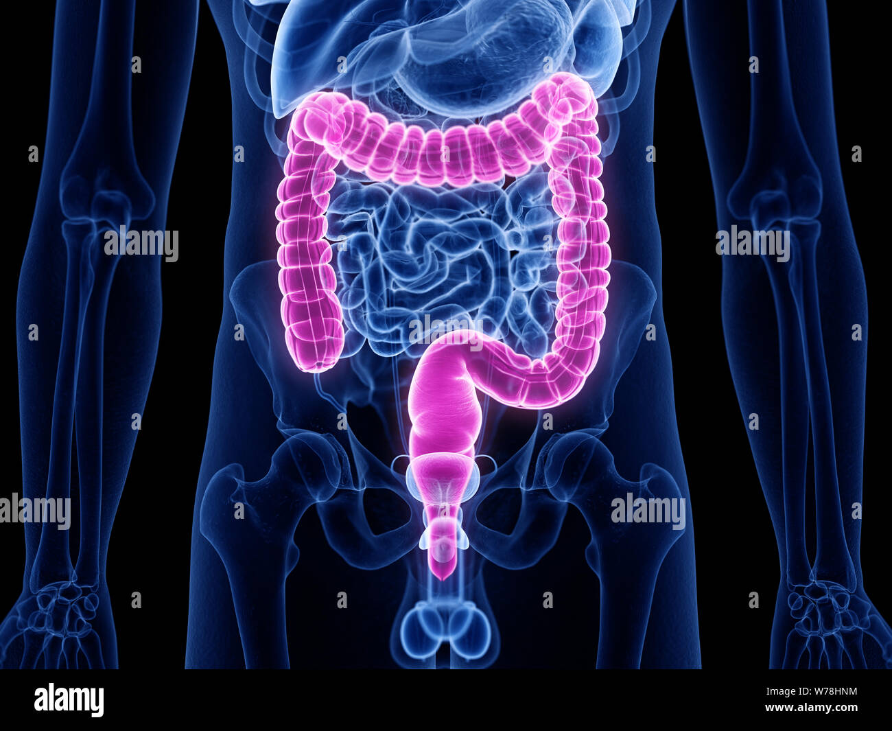 3d rendered medically accurate illustration of the large intestine ...
