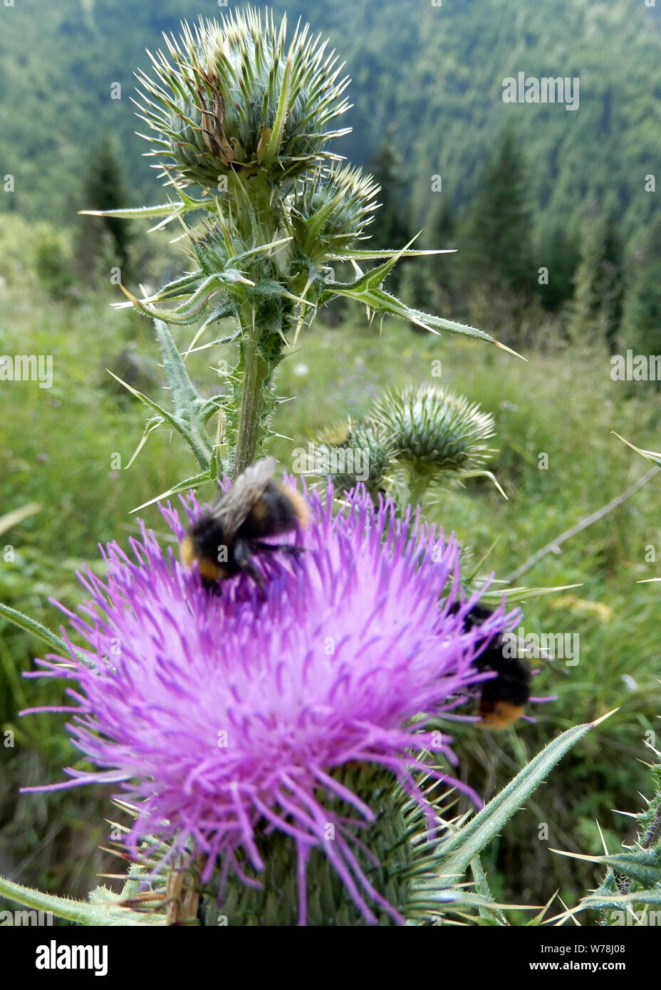 wild alpine flowers Stock Photo - Alamy
