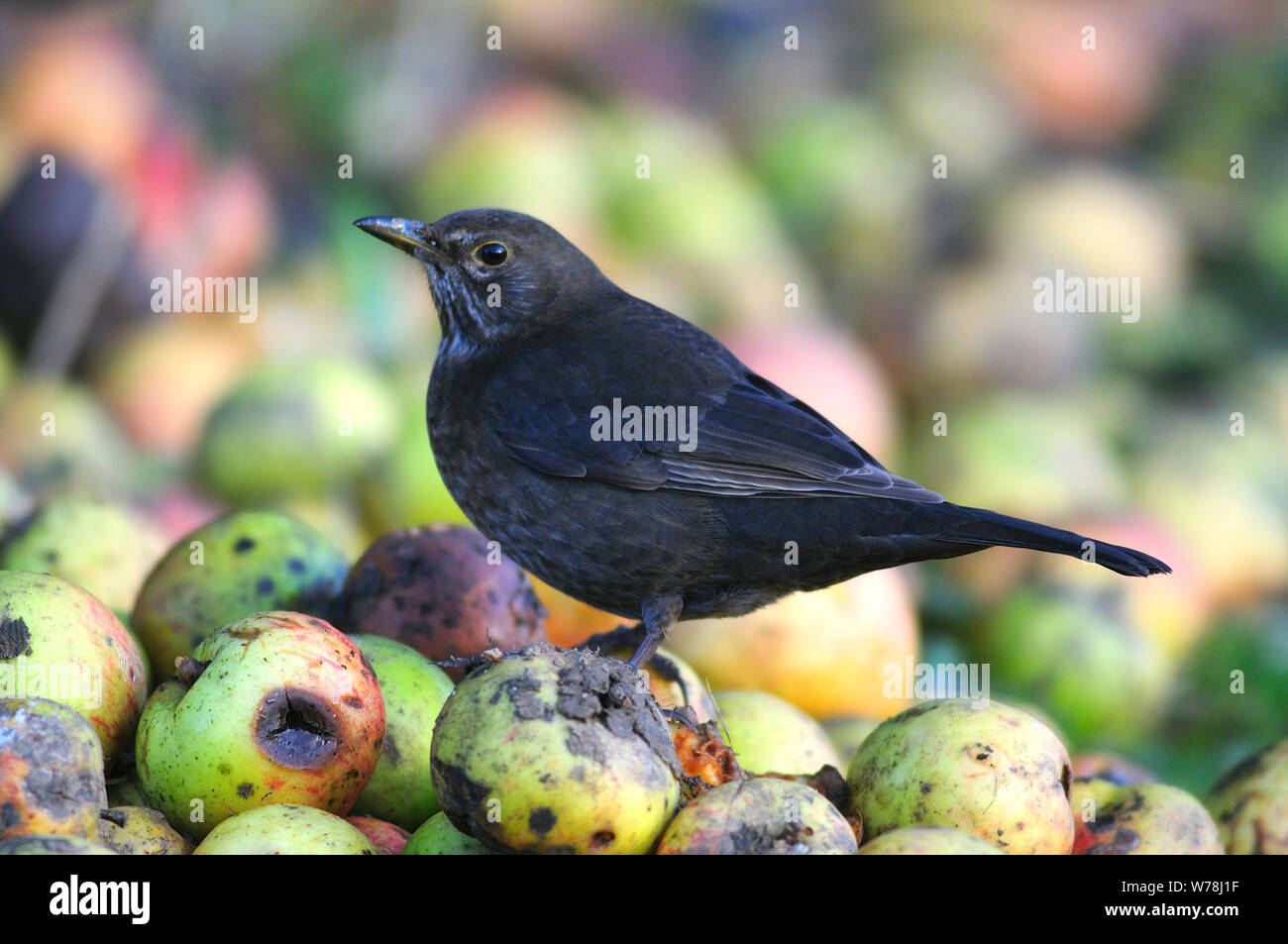 Asserine hi-res stock photography and images - Alamy