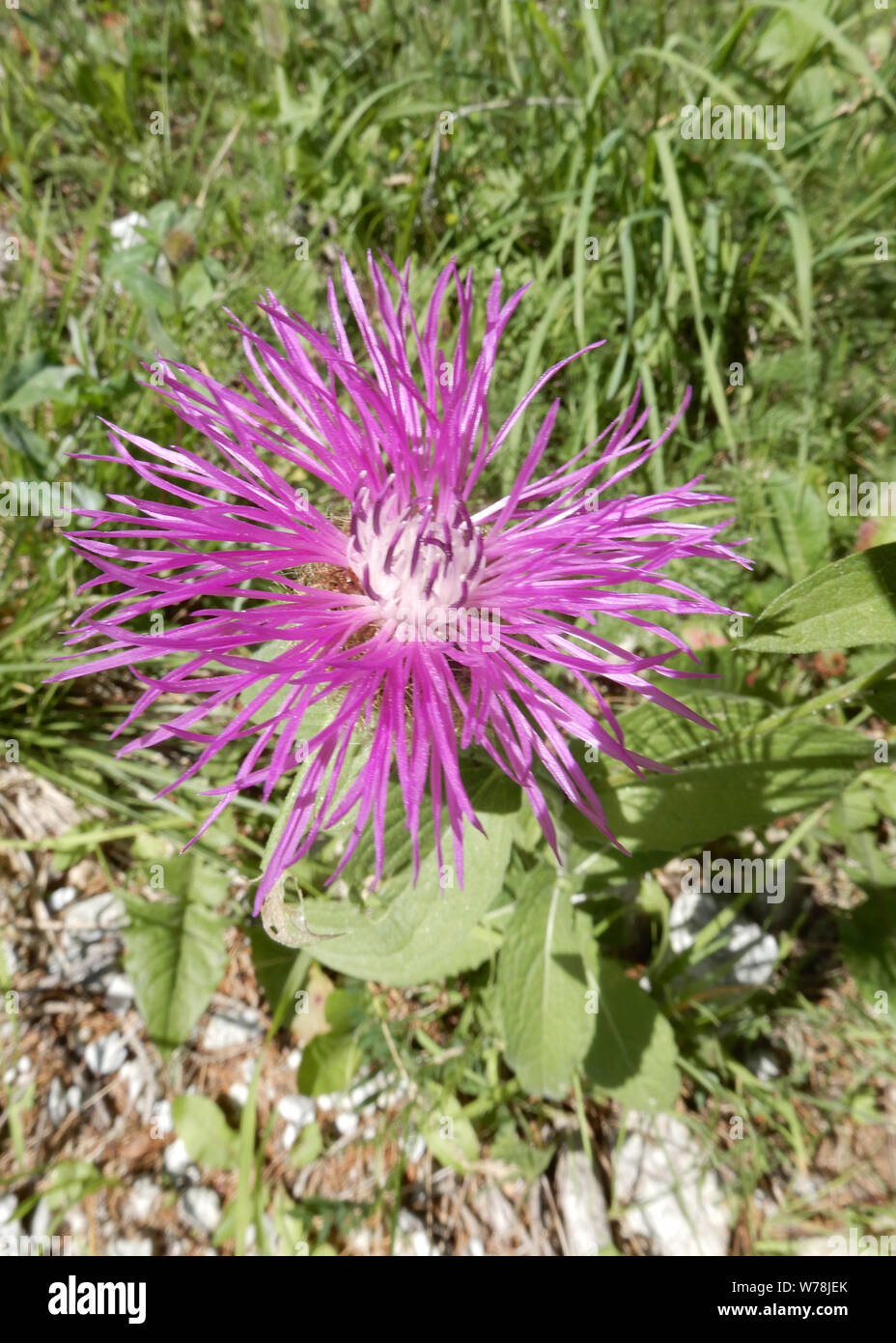 wild alpine flowers Stock Photo - Alamy