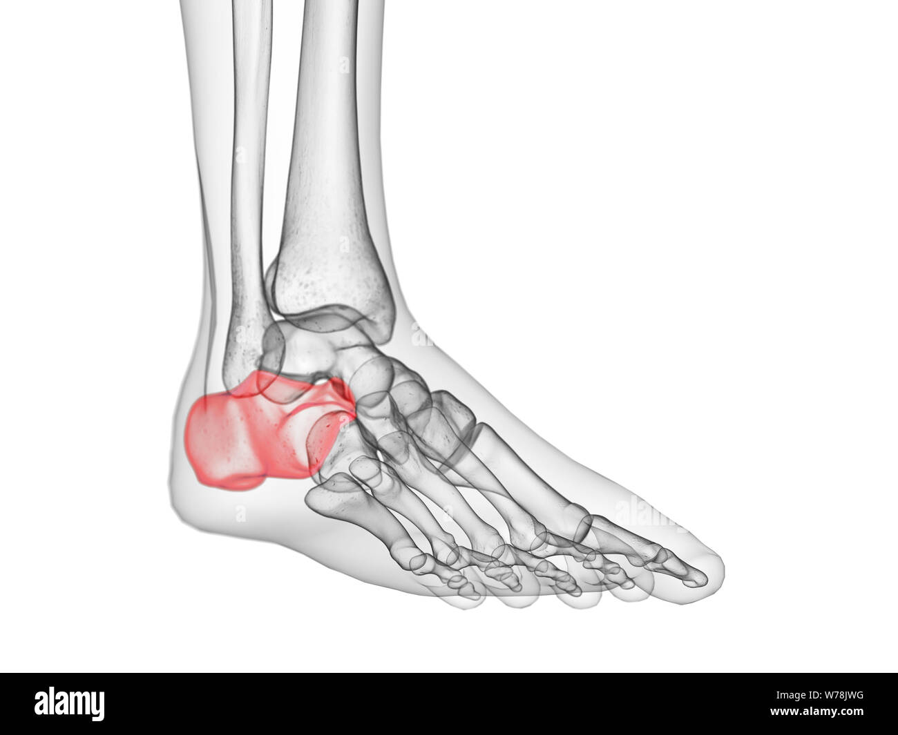 3d rendered medically accurate illustration of the calcaneus bone Stock ...