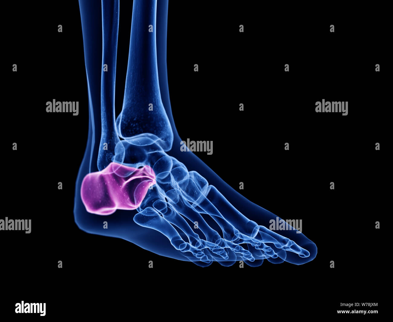 3d rendered medically accurate illustration of the calcaneus bone Stock ...