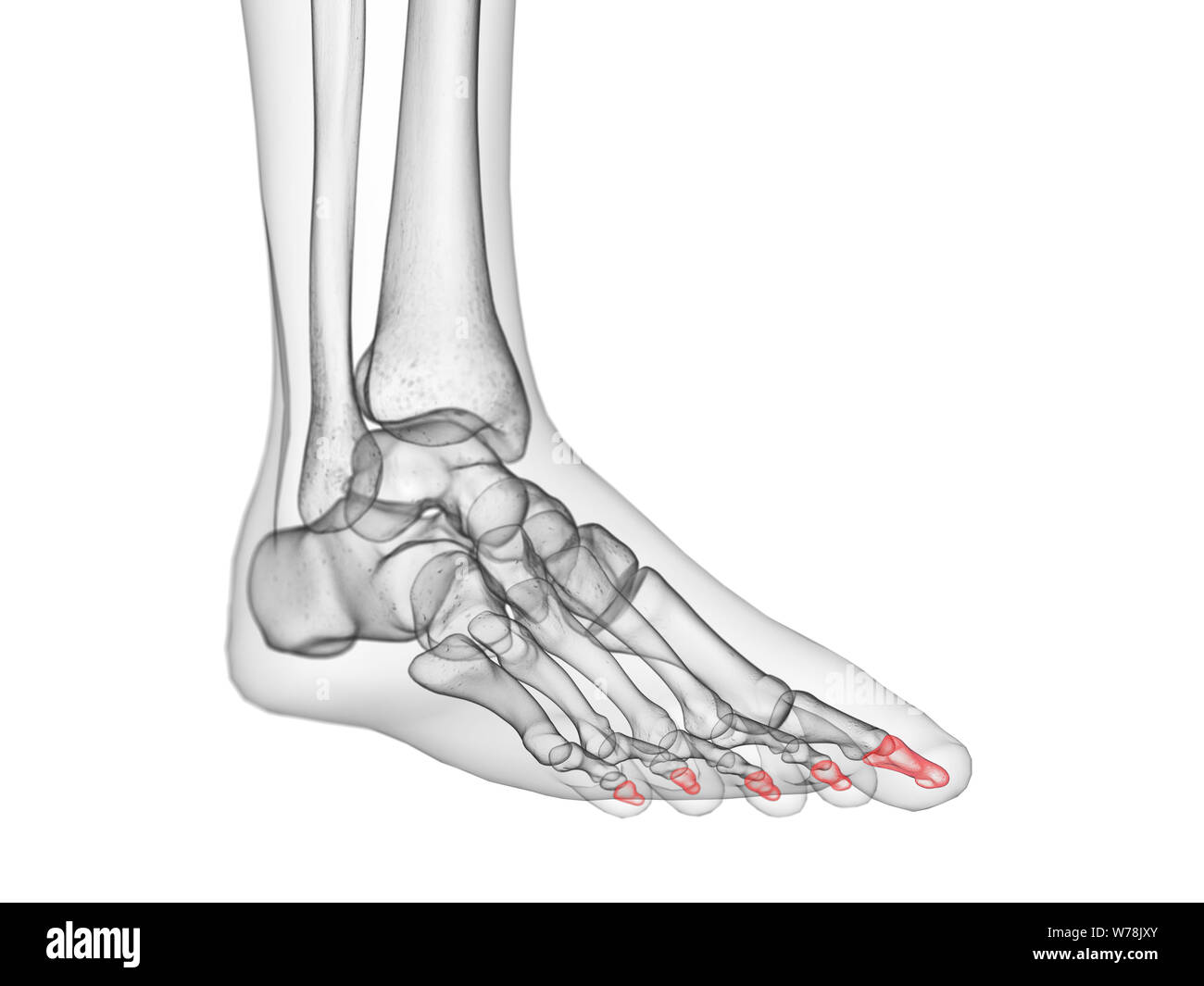 3d rendered medically accurate illustration of the distal phalanx Stock ...