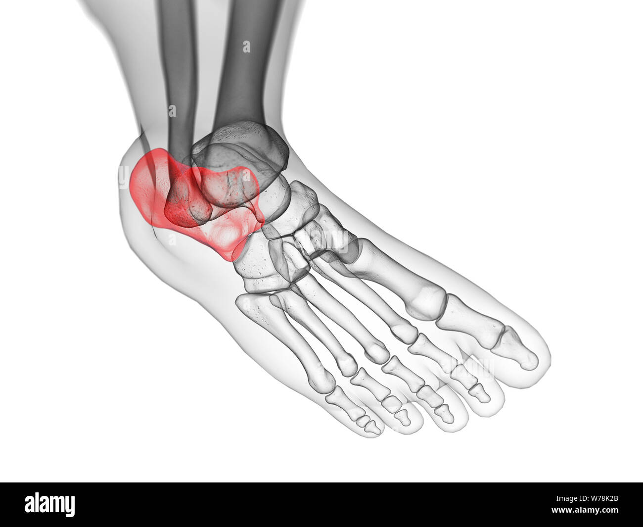 3d rendered medically accurate illustration of the calcaneus bone Stock ...