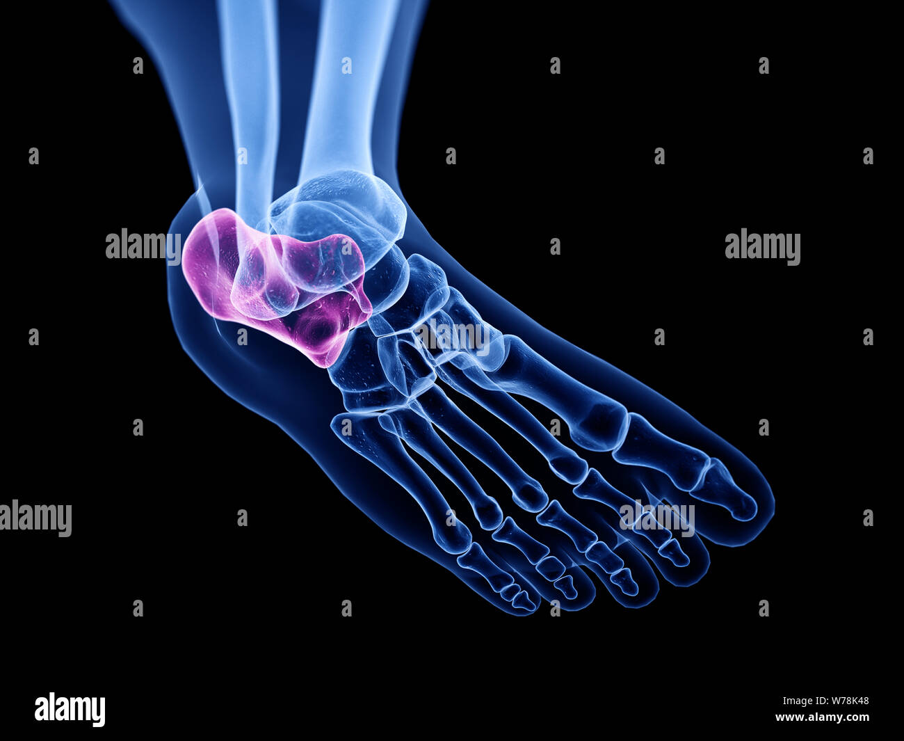 3d rendered medically accurate illustration of the calcaneus bone Stock ...
