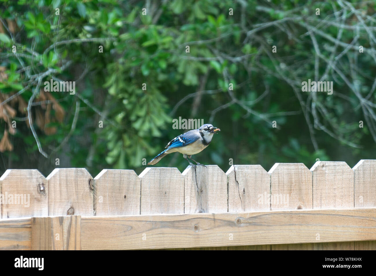 Southern American birds at play Stock Photo - Alamy