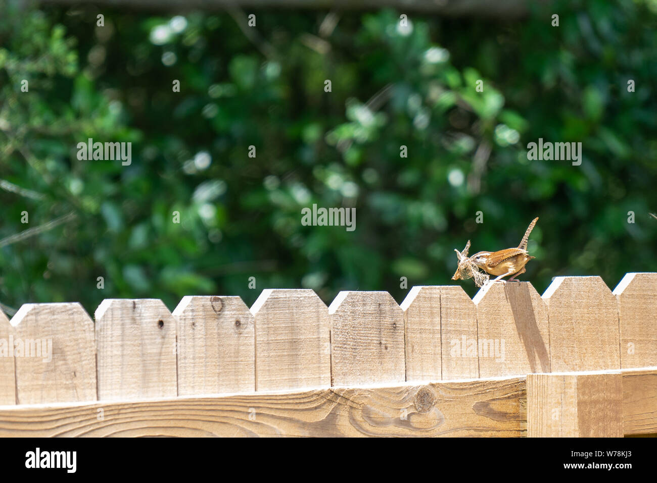 Southern American birds at play Stock Photo - Alamy