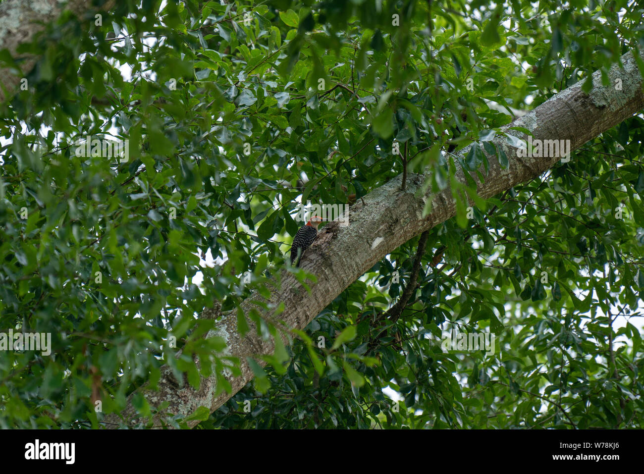 Southern American birds at play Stock Photo - Alamy