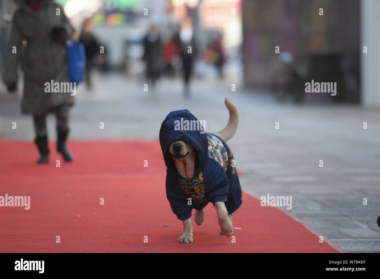The Labrador wearing a coat with a QR code of mobile payment service ...