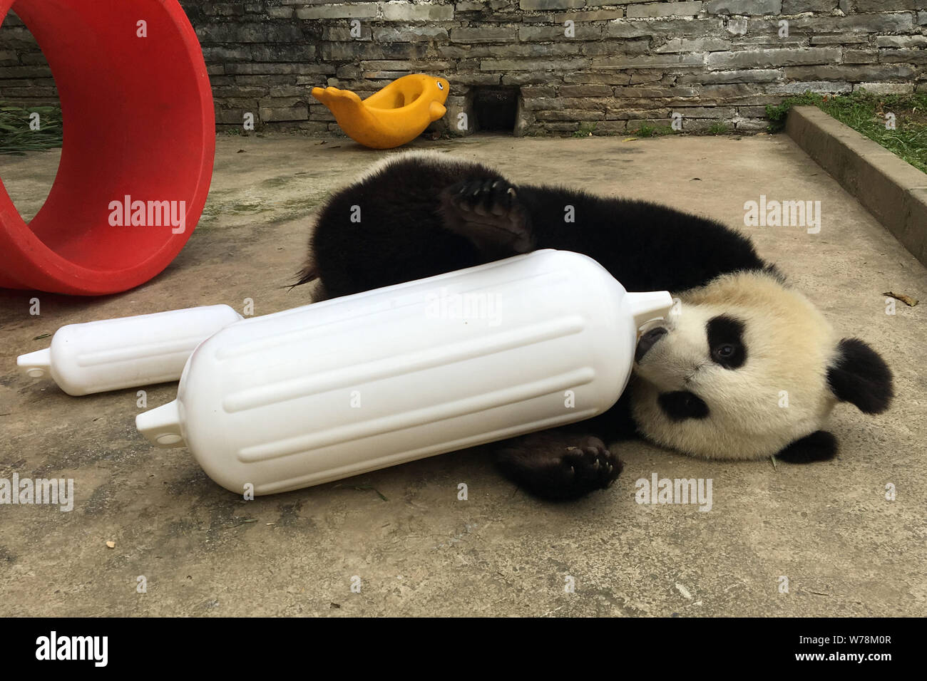 A giant panda plays with candy-like toys at a base of China ...