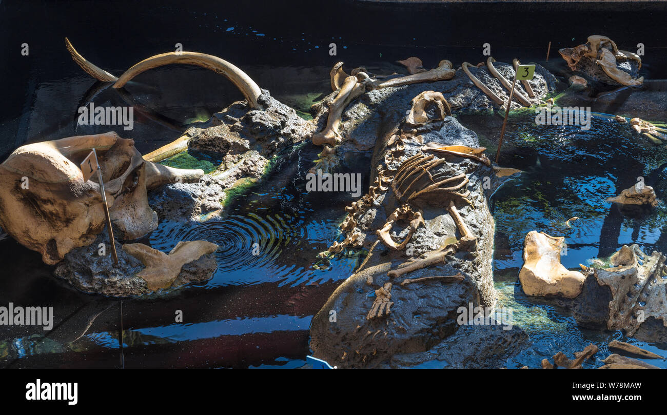 paleontology tar pits exhibit at san diego zoo Stock Photo - Alamy