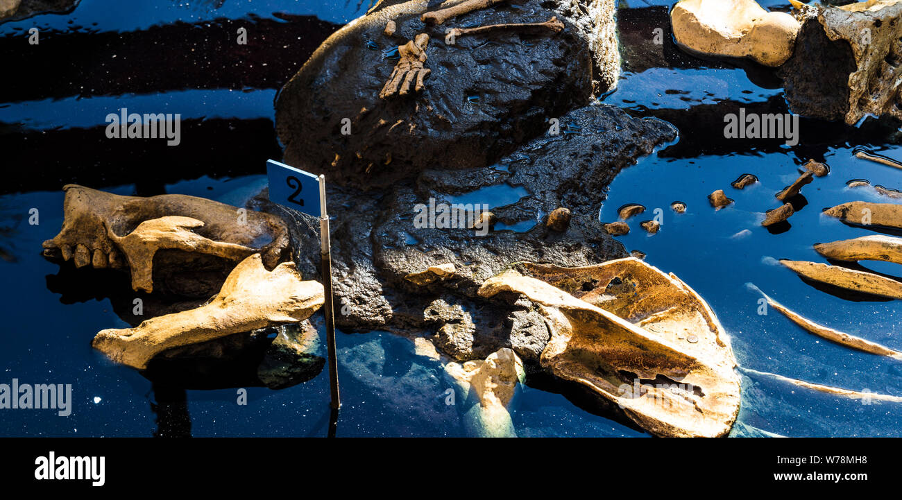 paleontology tar pits exhibit at san diego zoo Stock Photo - Alamy