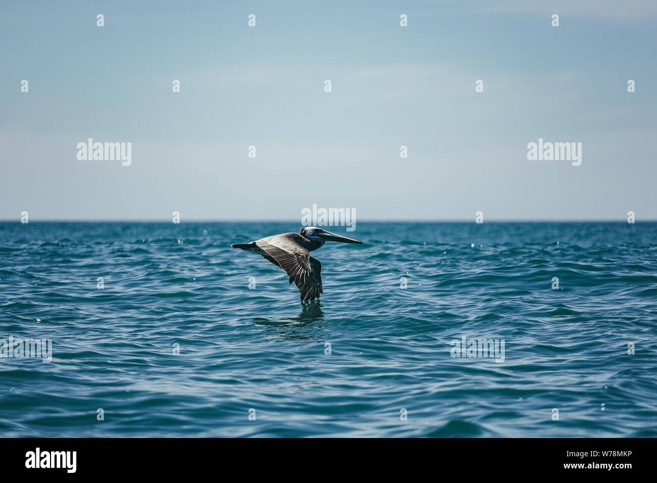 bird flying just above the sea Stock Photo - Alamy