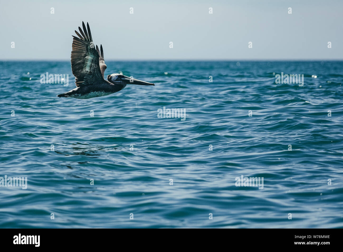 bird flying just above the sea Stock Photo - Alamy