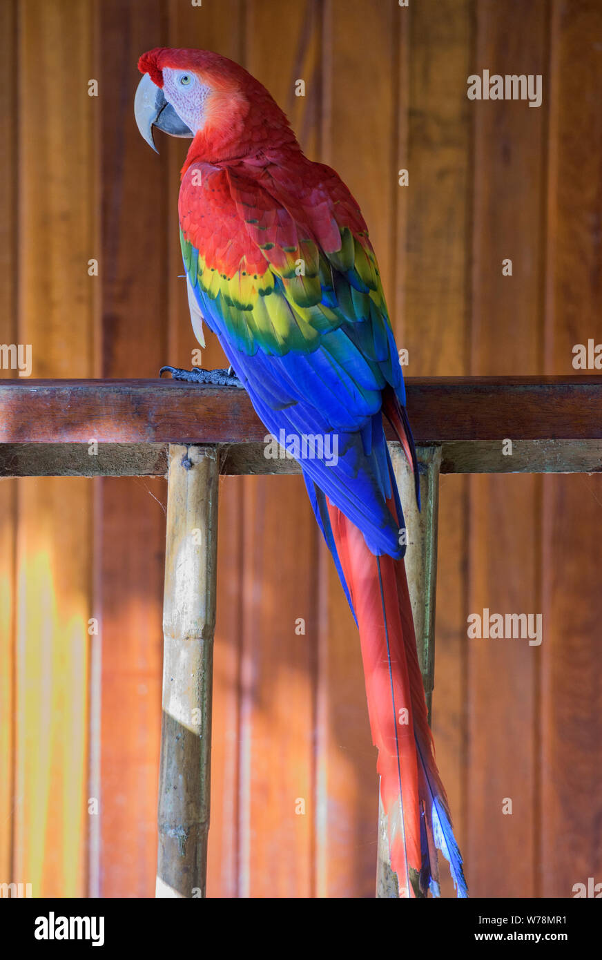 Scarlet macaw at the Tambopata Research Center, Peruvian Amazon Stock ...
