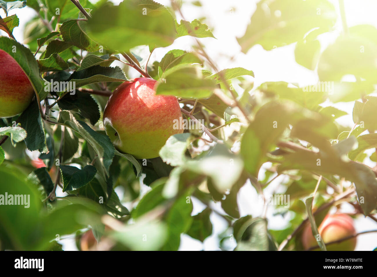 Apple tree with apples Stock Photo - Alamy