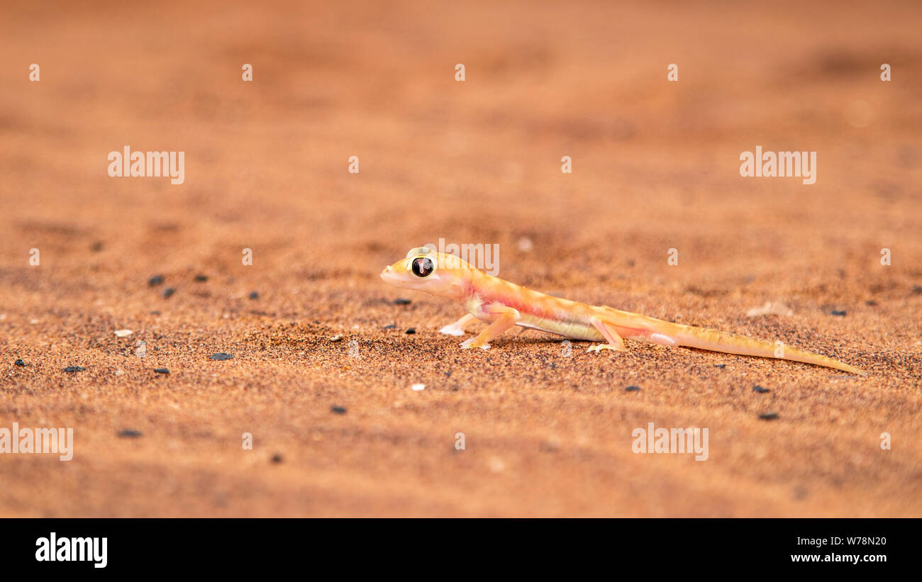 Gecko on living desert tour Namibia Swakopmund Stock Photo - Alamy