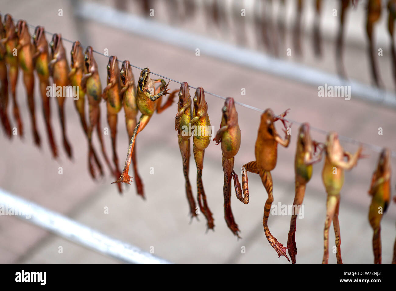 Live female forest frogs are being dried to death in the sun for hasma ...