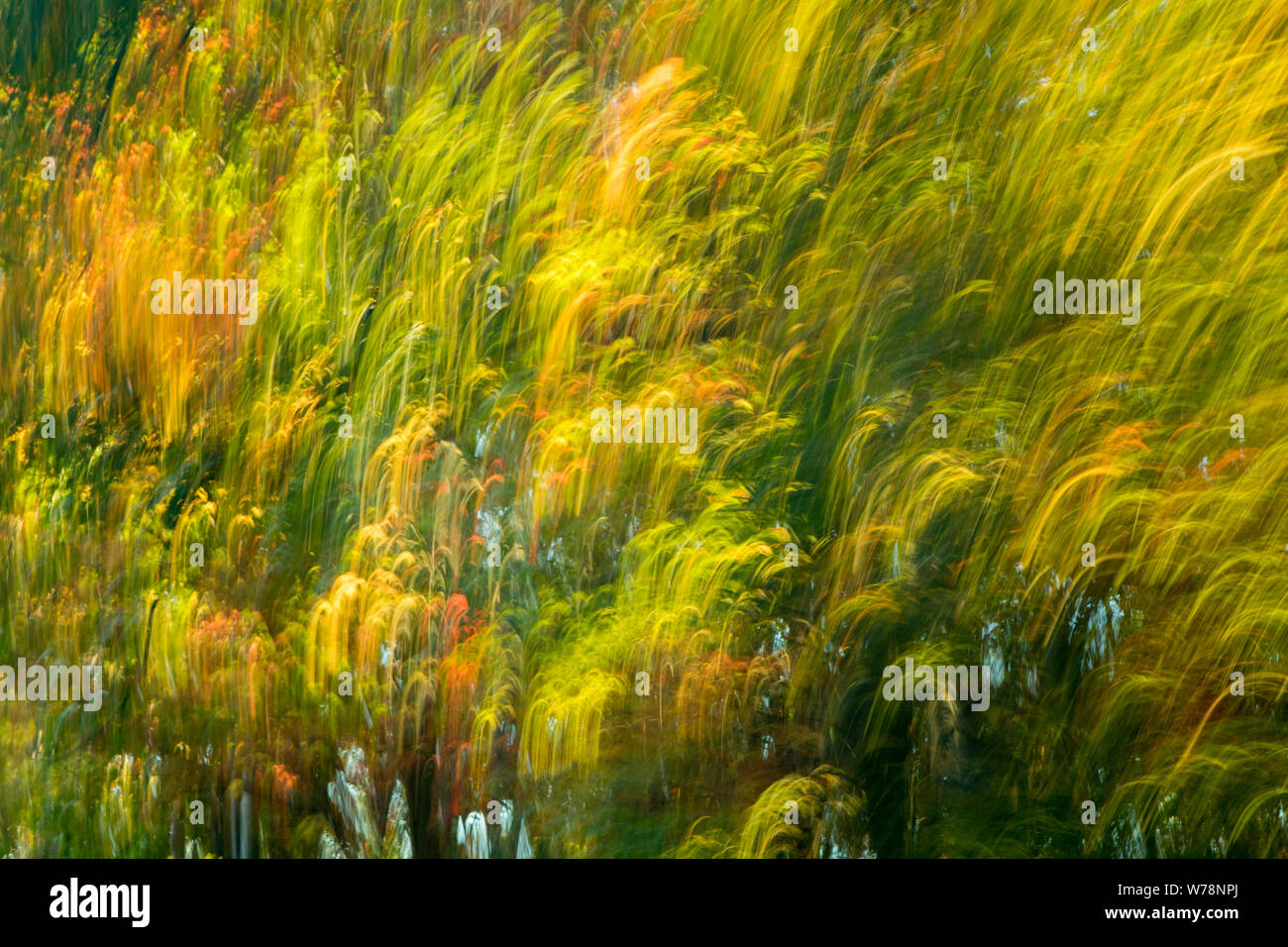 Abstract of trees with autumn colors Stock Photo - Alamy