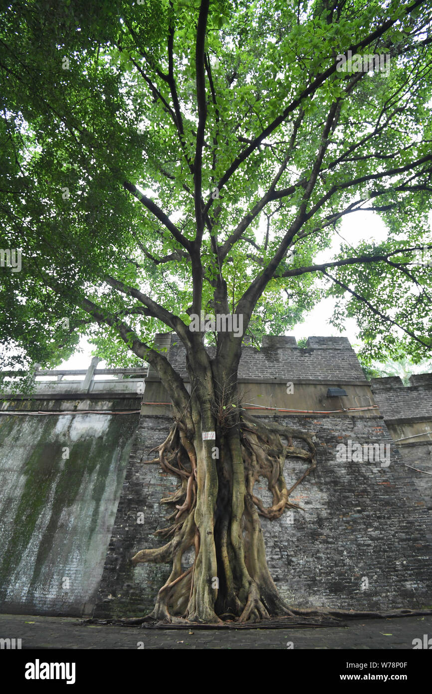 The roots of "strong banyan trees" grow around a section of an ancient ...