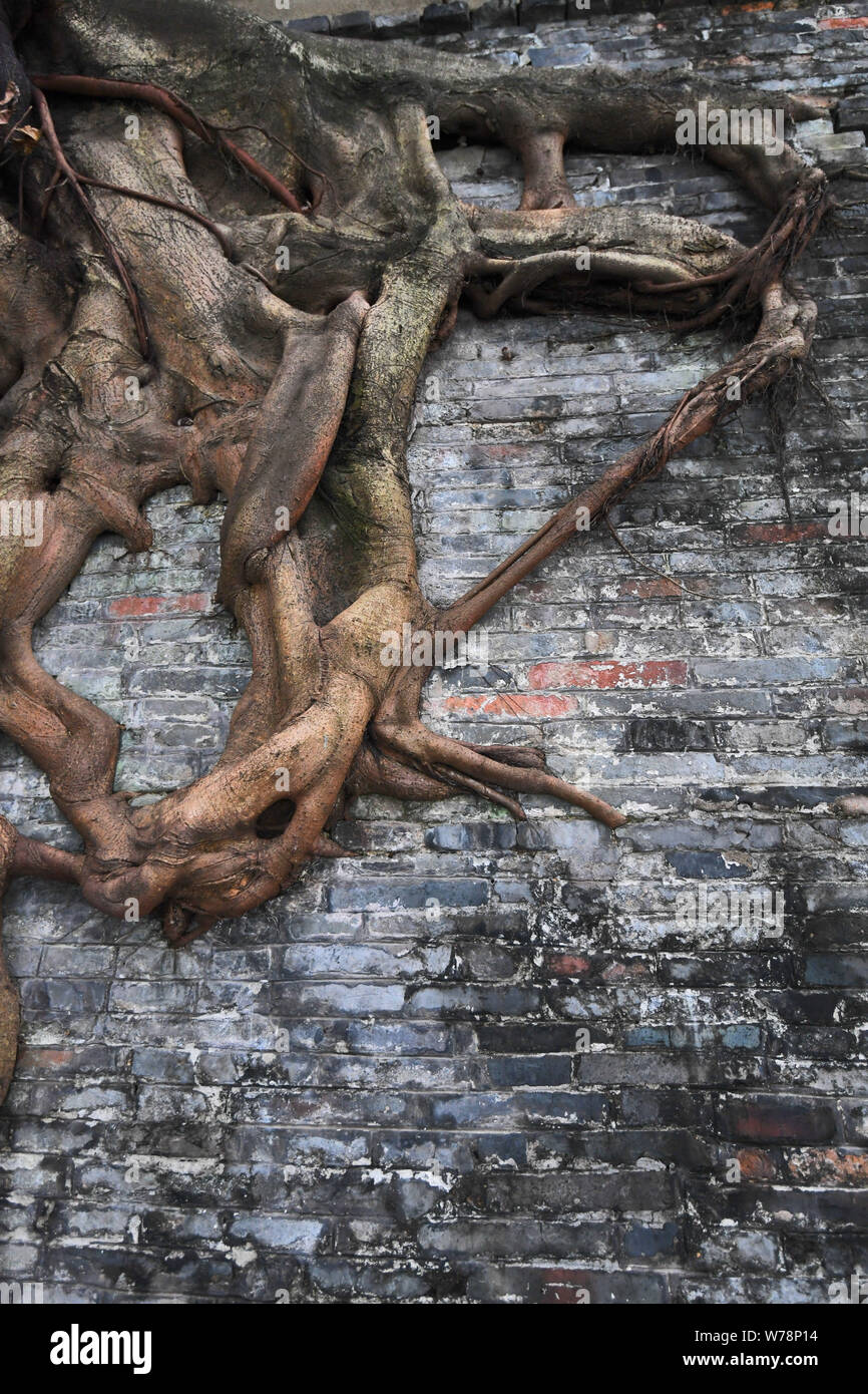 The roots of "strong banyan trees" grow around a section of an ancient ...