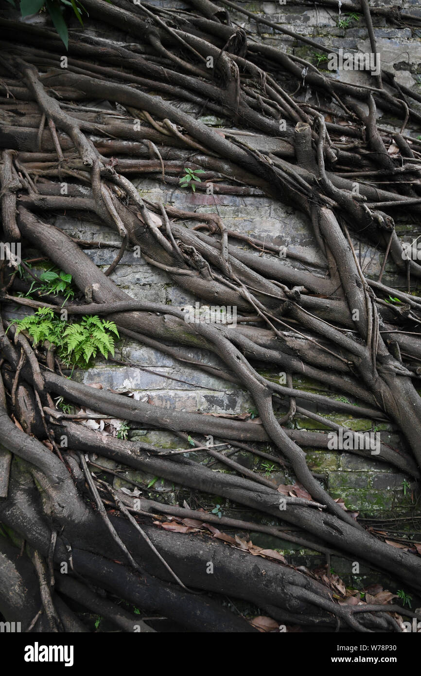 The roots of "strong banyan trees" grow around a section of an ancient ...