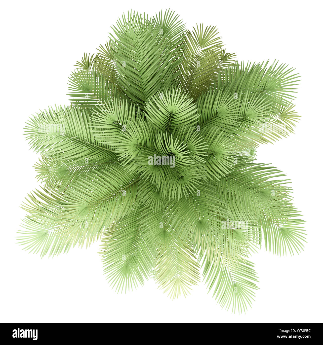 Palm Tree Top View Png Palm Tree Isolated Free Stock Photo Public