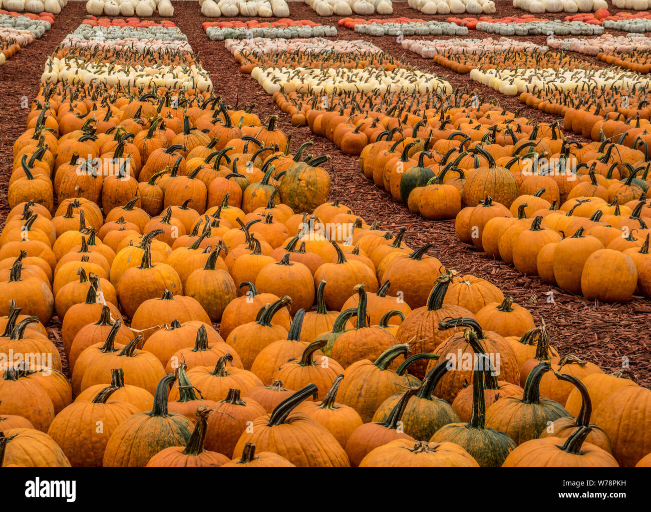 Several rows of different varieties of pumpkins laid out in groups in a ...