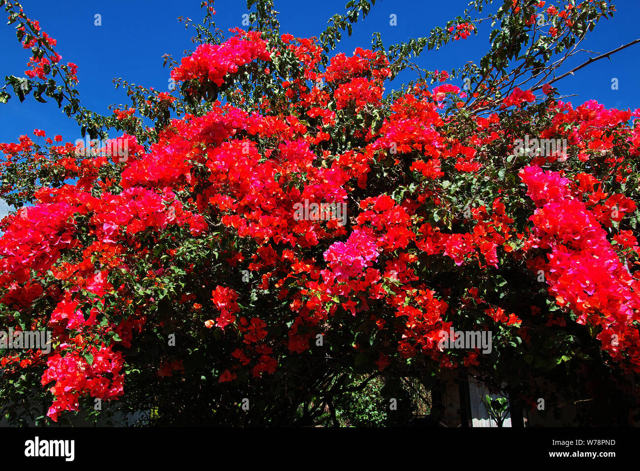 Flowers in Wamena city, Papua Stock Photo - Alamy