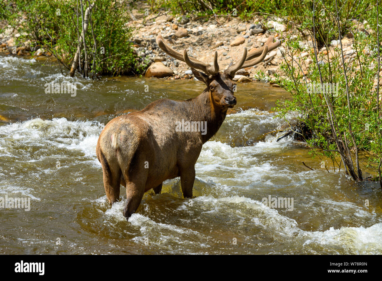 Bull Elk in Creek - A bull elks walking and grazing in a rapid Spring ...