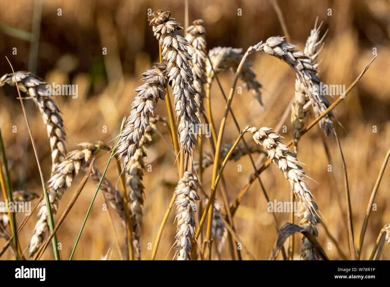 Wholemeal wheat field hi-res stock photography and images - Alamy