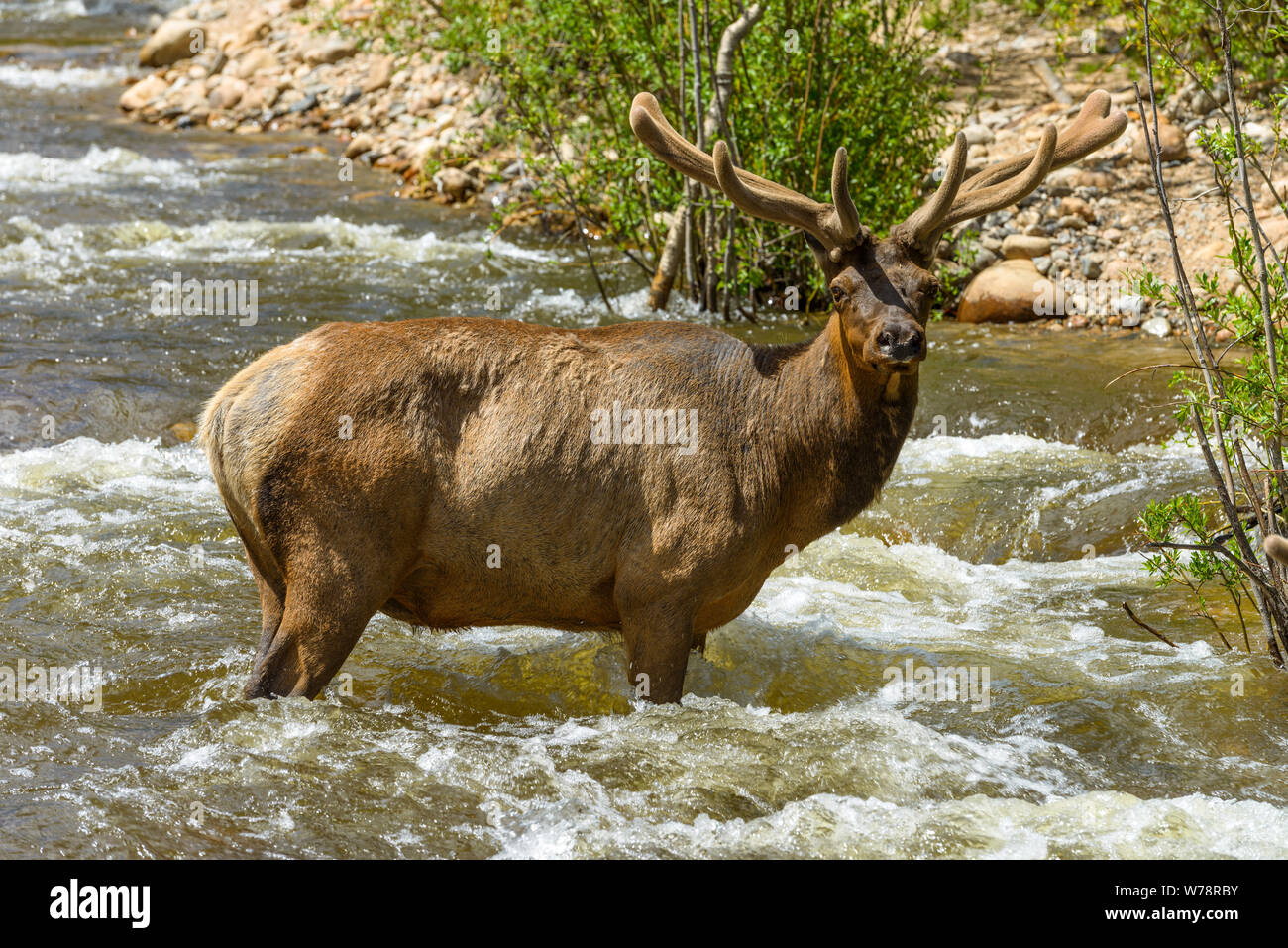 Bull Elk in Mountain Creek - A side close-up view of a bull elk ...
