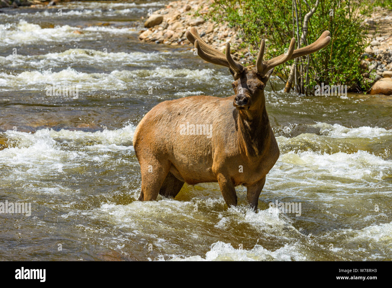 Bull Elk in Spring Creek - A front close-up view of a strong bull elk ...