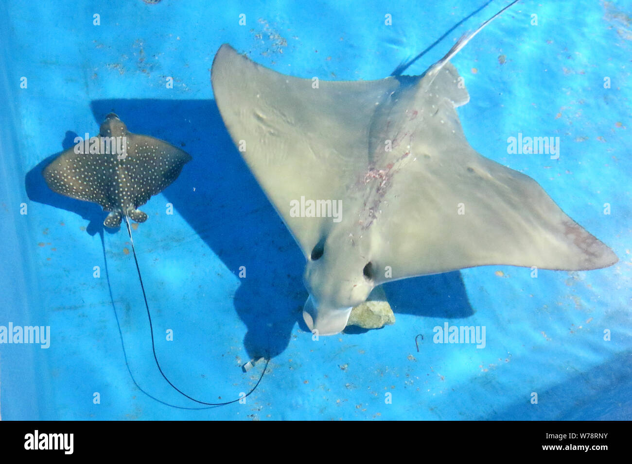 Baby Spotted Eagle Ray