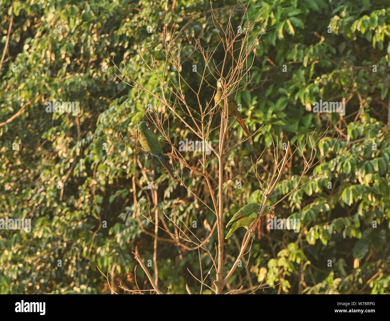 Yellow-crowned parrots in a tree, Tambopata River, Peruvian Amazon ...