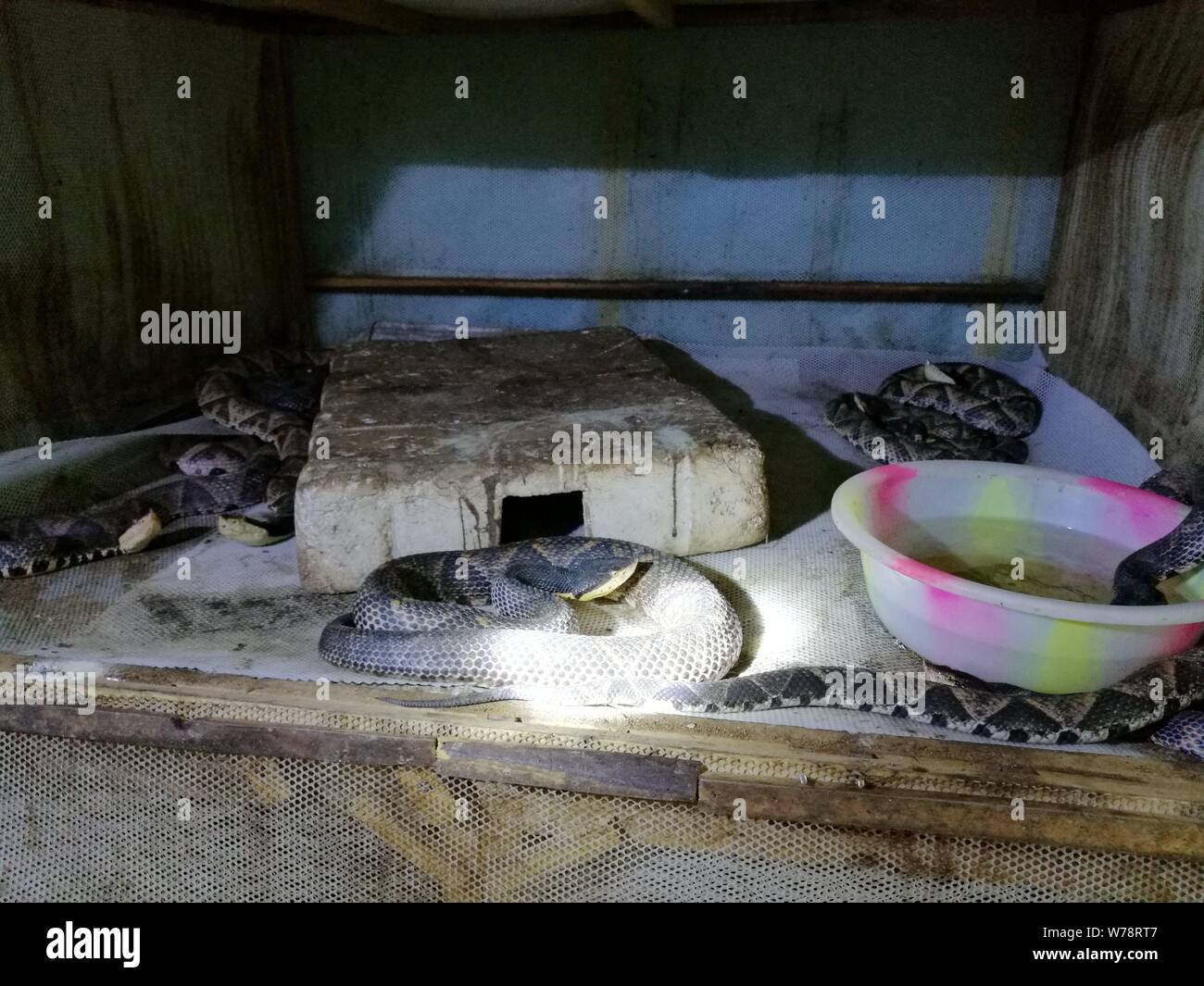 View of venomous snakes raised by Chinese woman Li Zhenzhen, a snake ...