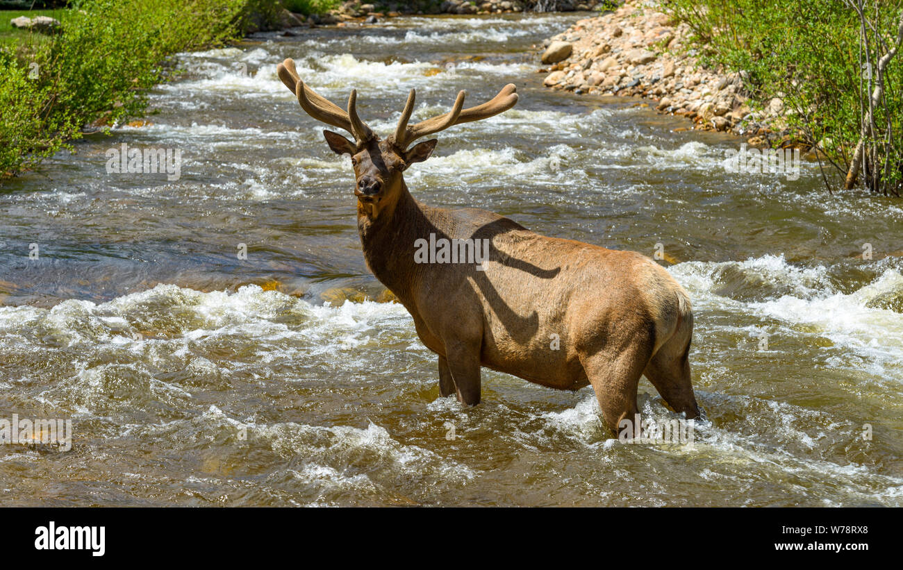 Elk antler hi-res stock photography and images - Alamy