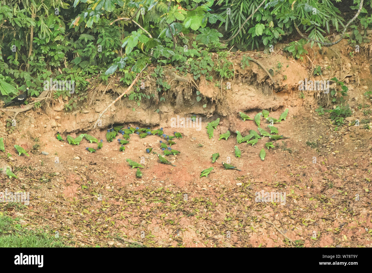 Blue-headed and yellow-crowned parrots feeding at a clay lick ...