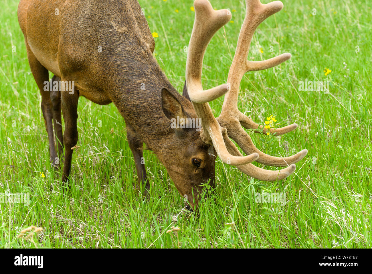 Elk at rocky mountain national park hi-res stock photography and images ...