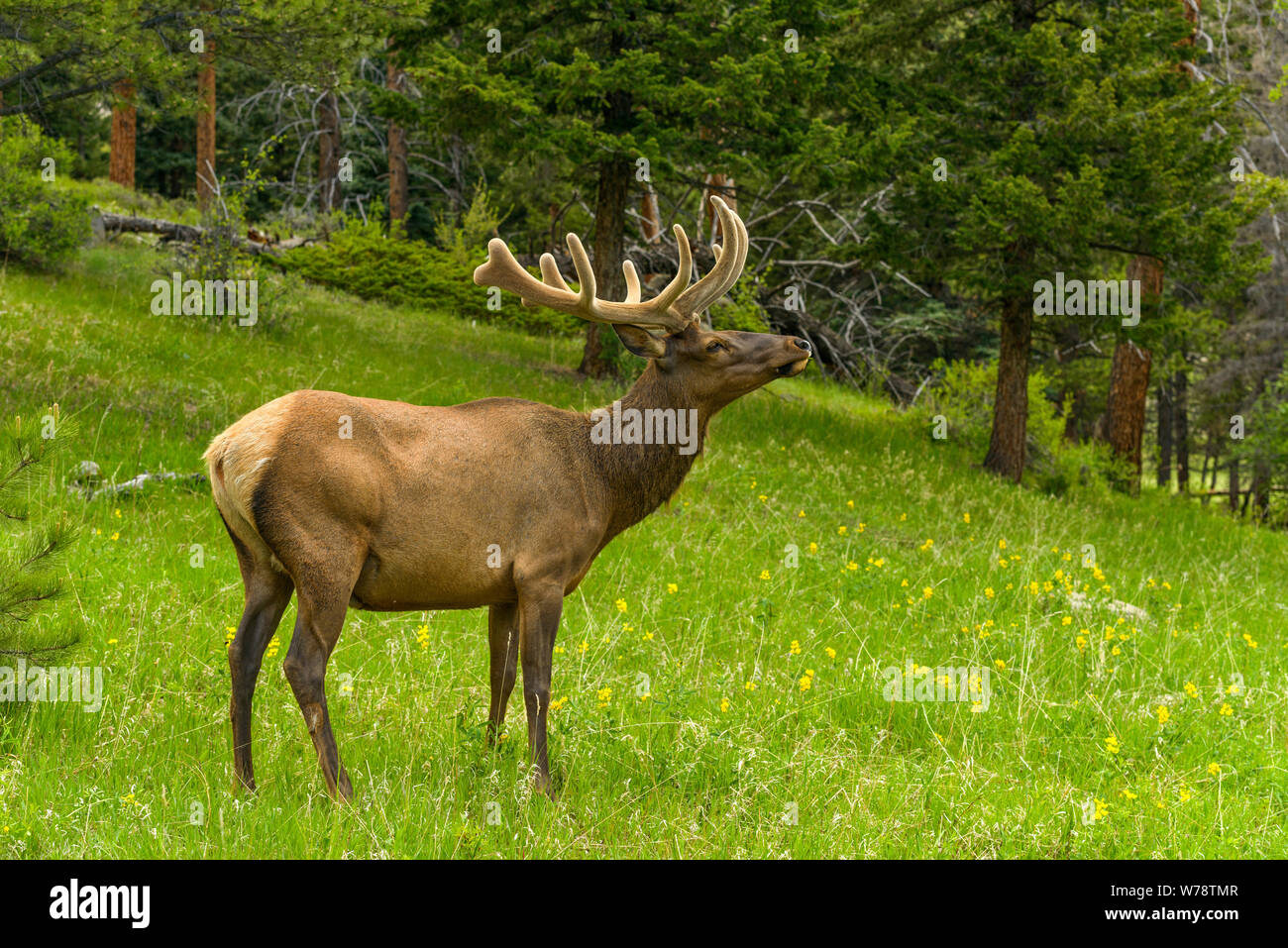 Elk grazing in a park hi-res stock photography and images - Alamy